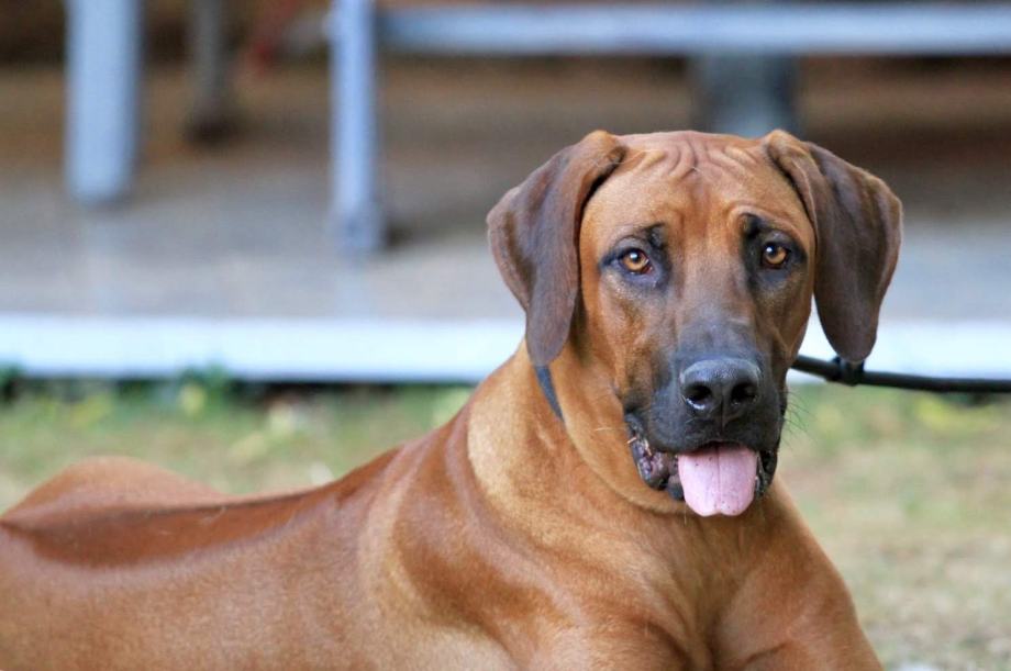Rhodesian Ridgeback