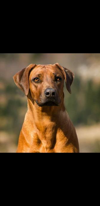 Rodezijski Ridgeback rhodesian