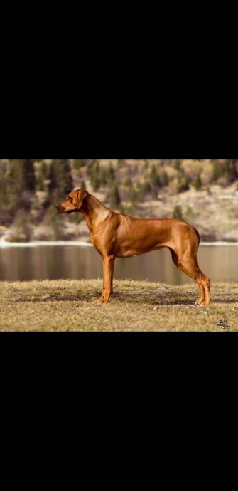 Rodezijski Ridgeback rhodesian