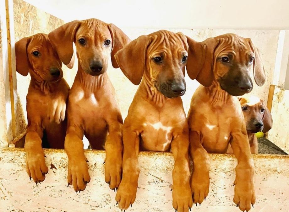 Rodezijski gonic, vrhunska stenad!