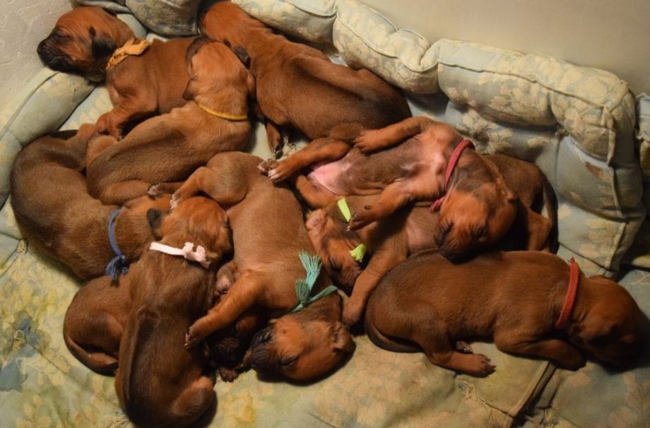 Rodezijski gonic, vrhunska stenad!