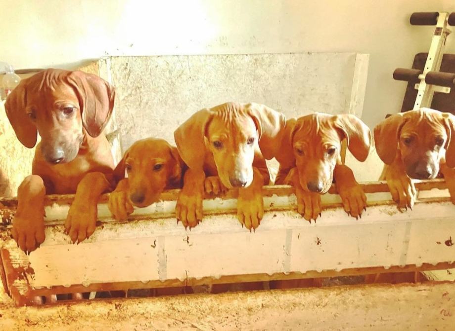 Rodezijski gonic, vrhunska stenad!