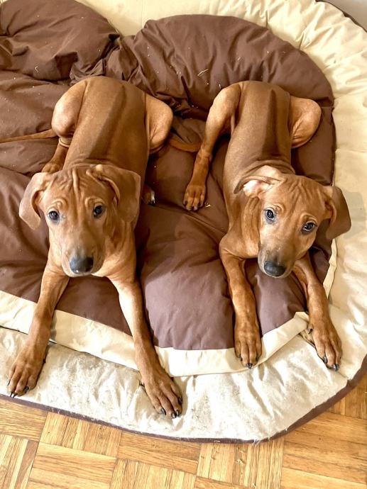 Rodezijski gonic - vrhunska stenad!