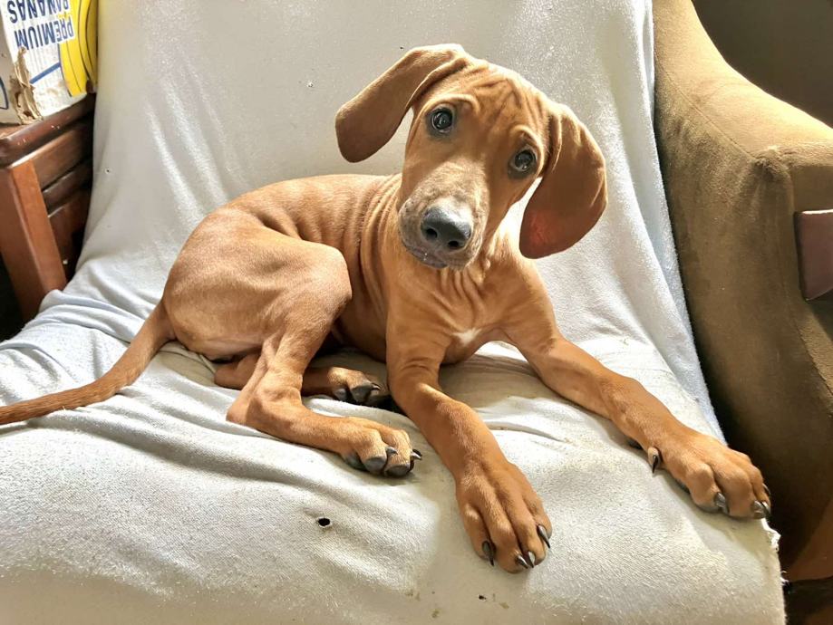 Rodezijski gonic - vrhunska stenad!