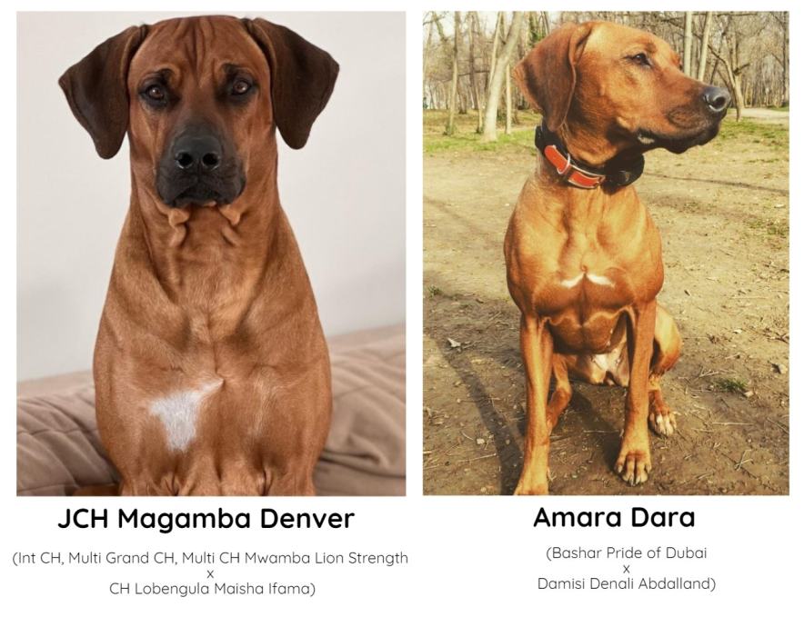 Rodezijski gonic - vrhunska stenad!