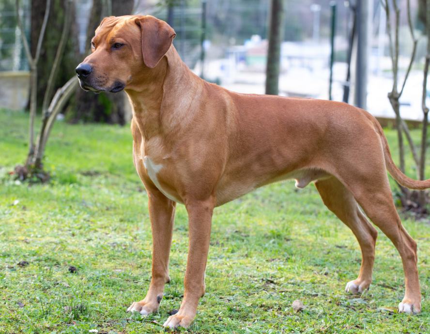 Rodezijski riđbek- ŠAMPIONSKO LEGLO - štenci dostupni/ puppy available