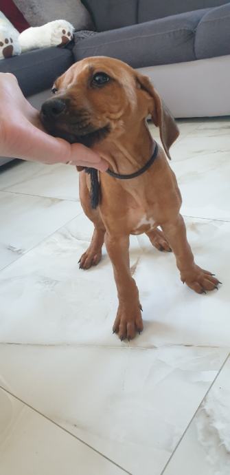 Rhodesian ridgeback štenci FCI rodovnice