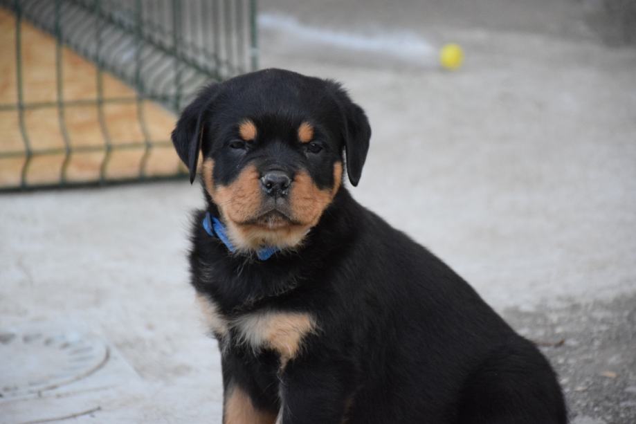 Rottweiler štenci sa rodovnicom