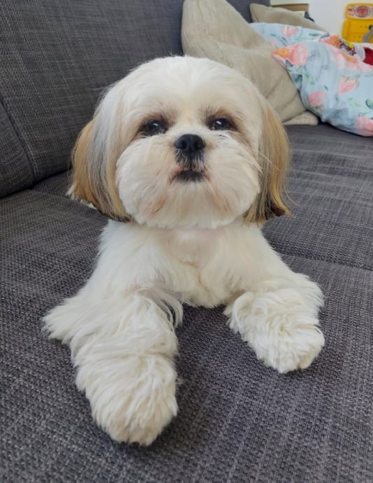 Shih tzu psi sa rodovnicama
