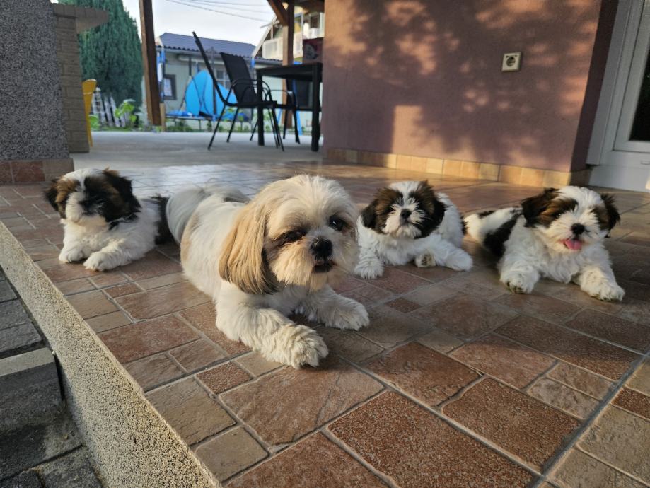 Shih tzu psi sa rodovnicama