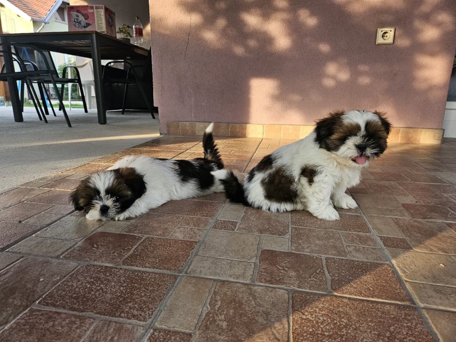 Shih tzu psi sa rodovnicama