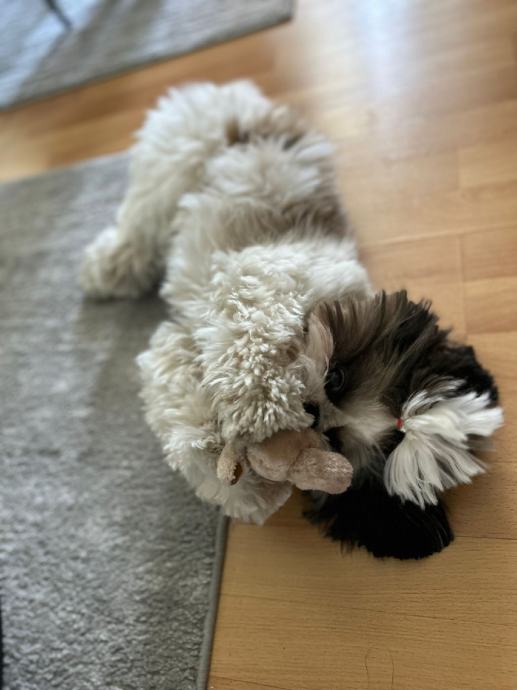 Shih tzu psi sa rodovnicama