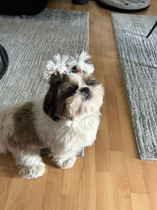 Shih tzu psi sa rodovnicama