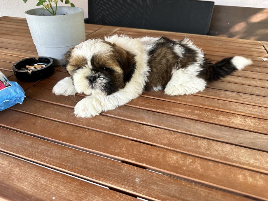 Shih tzu psi sa rodovnicama