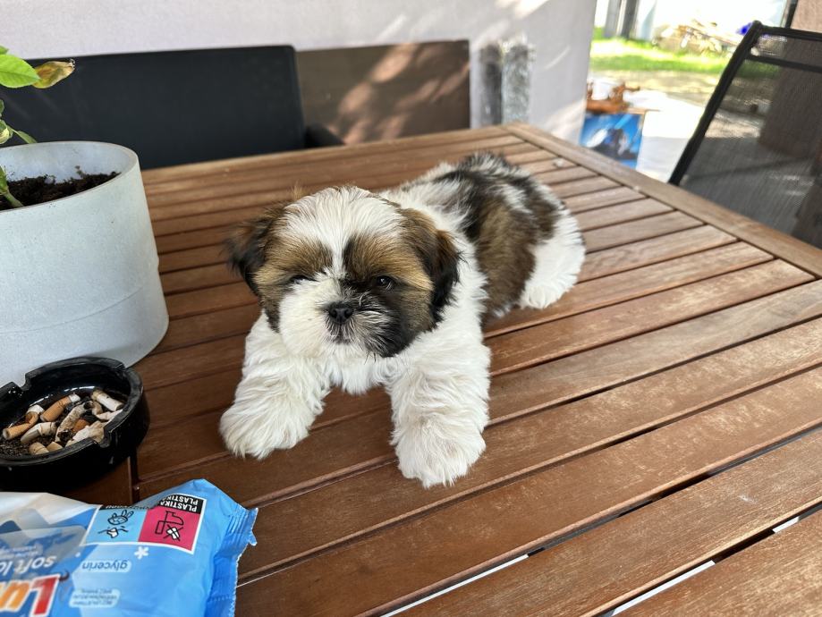 Shih tzu psi sa rodovnicama