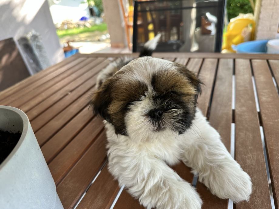 Shih tzu psi sa rodovnicama