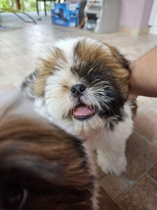 Shih tzu psi sa rodovnicama