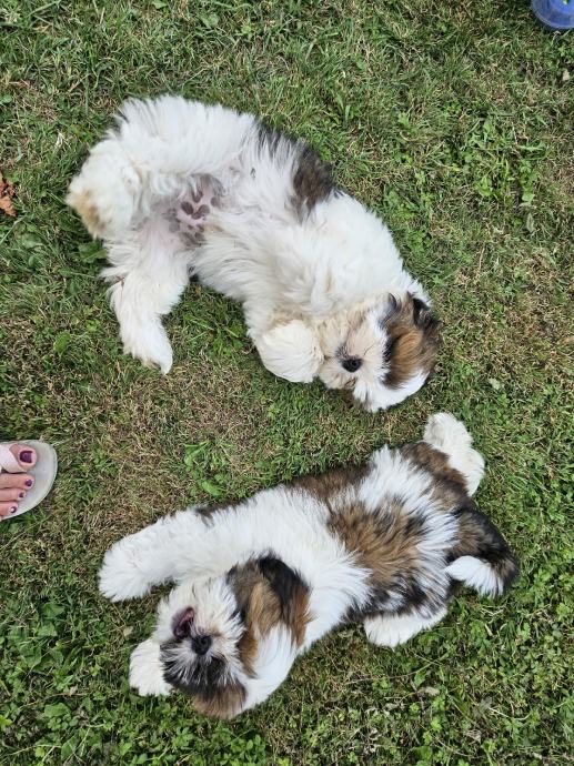 Shih tzu psi sa rodovnicama