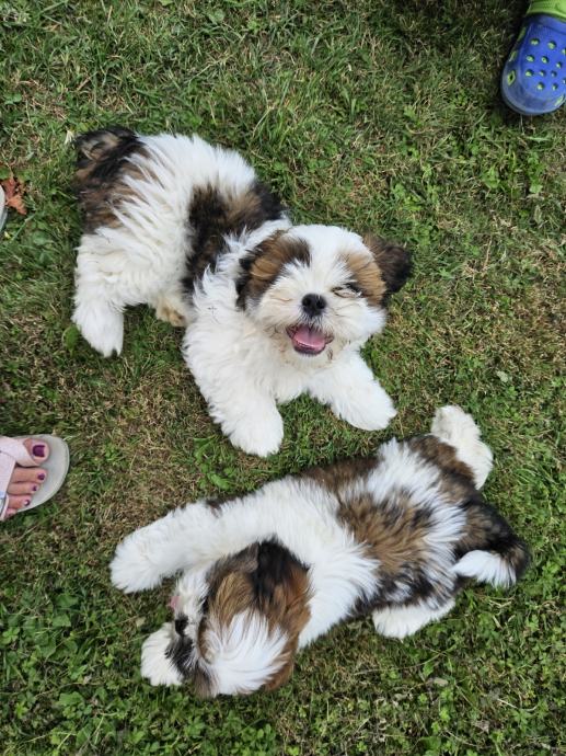 Shih tzu psi sa rodovnicama
