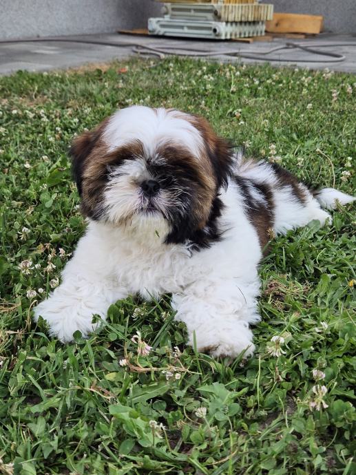 Shih tzu psi sa rodovnicama