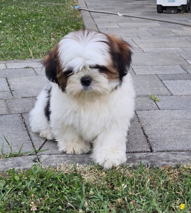 Shih tzu psi sa rodovnicama
