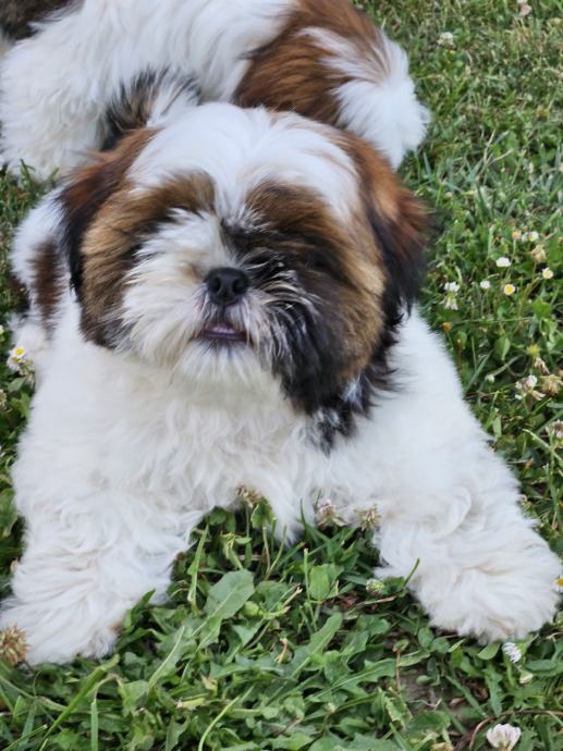 Shih tzu psi sa rodovnicama