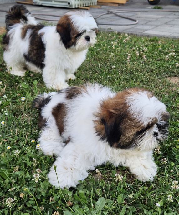 Shih tzu psi sa rodovnicama