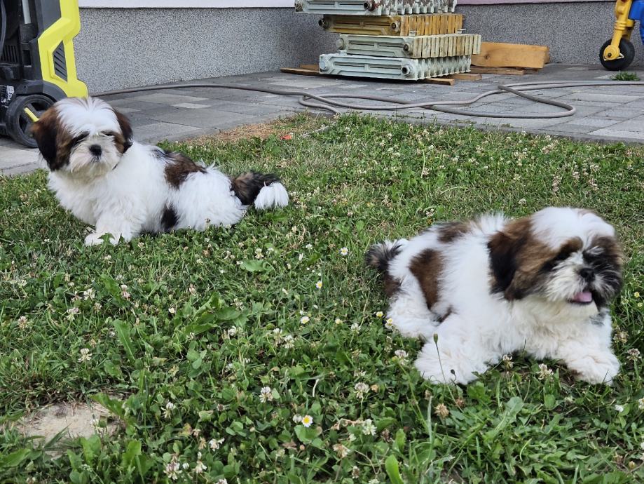 Shih tzu psi sa rodovnicama