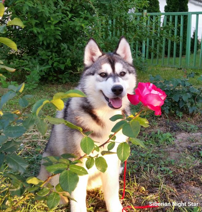 Sibirski haski - cijena po dogovoru
