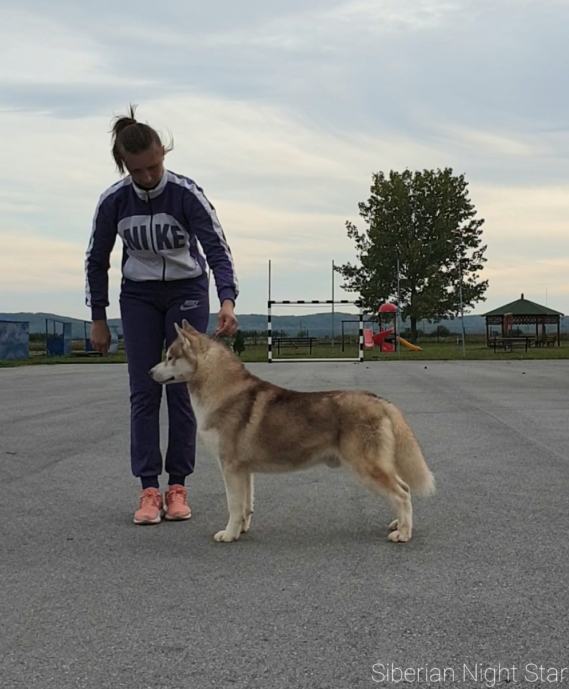 Sibirski haski štenci/mladi psi TOP kvalitete-dogovor za