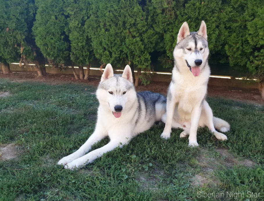 Sibirski haski štenci/mladi psi TOP kvalitete-dogovor za