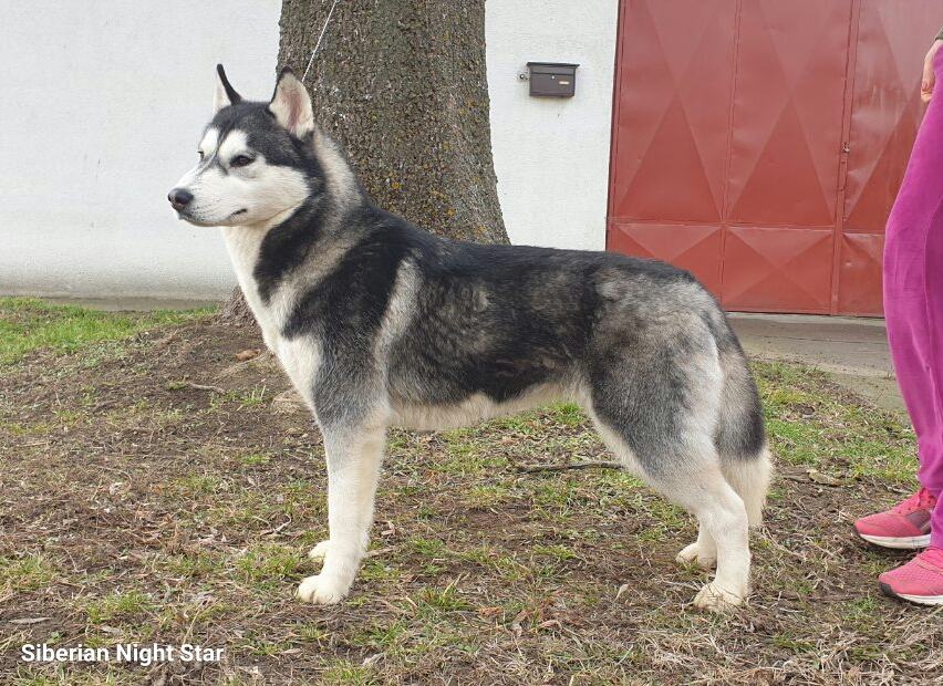 Sibirski haski- povoljno i mogućnost dogovora!!