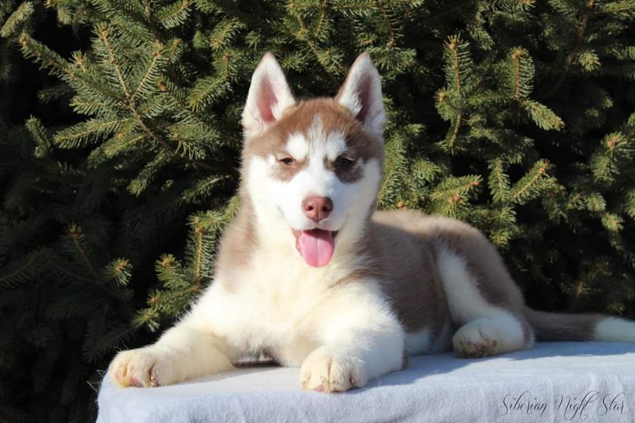 Sibirski haski- povoljno i mogućnost dogovora!!