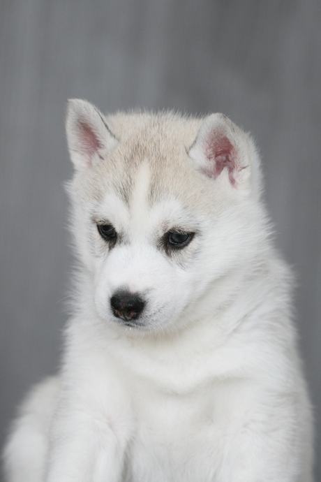 Sibirski haski zensko stene - Inyabu uzgajivacnica FCI 789