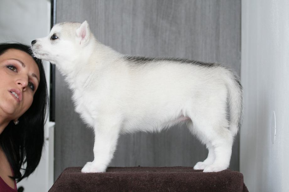 Sibirski haski zensko stene - Inyabu uzgajivacnica FCI 789