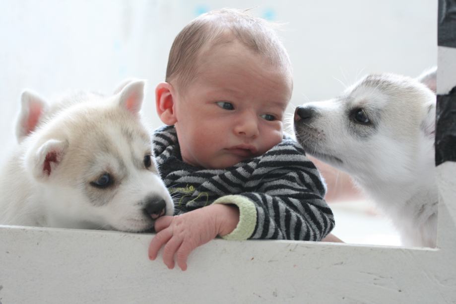 Sibirski haski zensko stene - Inyabu uzgajivacnica FCI 789