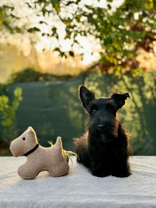 Škotsku terijer štene