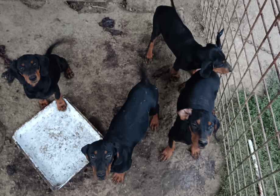 Slovački kopov štenci