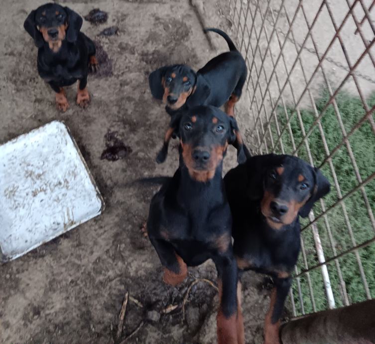 Slovački kopov štenci