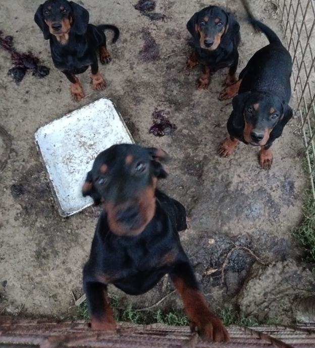 Slovački kopov štenci