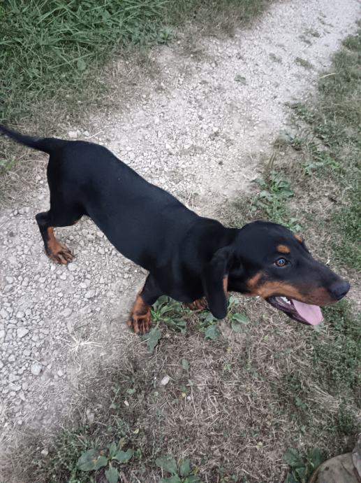 Slovački kopov štenci