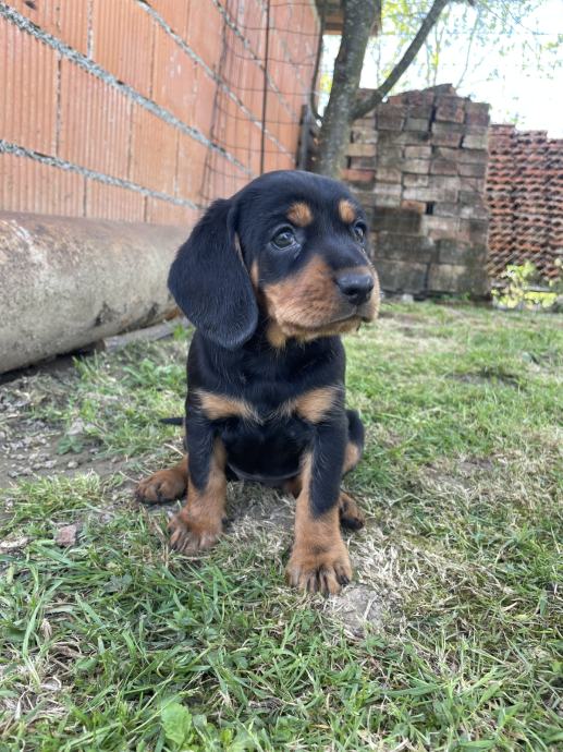 Slovački kopov - štenci