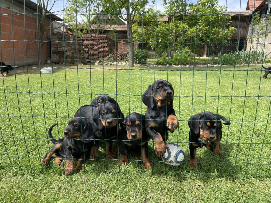 Slovački kopov - štenci