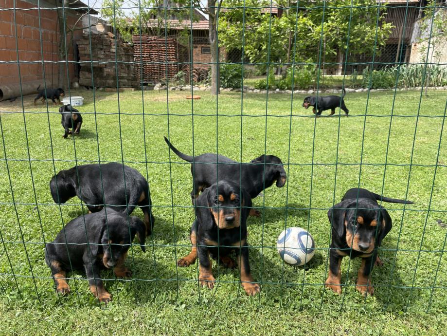 Slovački kopov - štenci