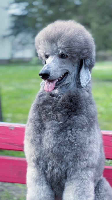 Srebrna standard (kraljevska) pudla - štenci