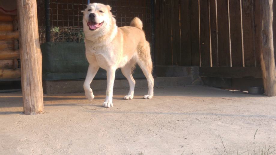 SREDNJEAZIJSKI OVCAR AZIJAT-VRHUNSKE TOP MLADE ZENKE-AZIJATI
