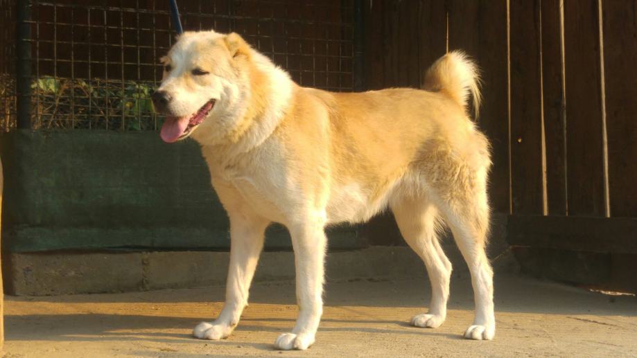 SREDNJEAZIJSKI OVCAR AZIJAT-VRHUNSKE TOP MLADE ZENKE-AZIJATI