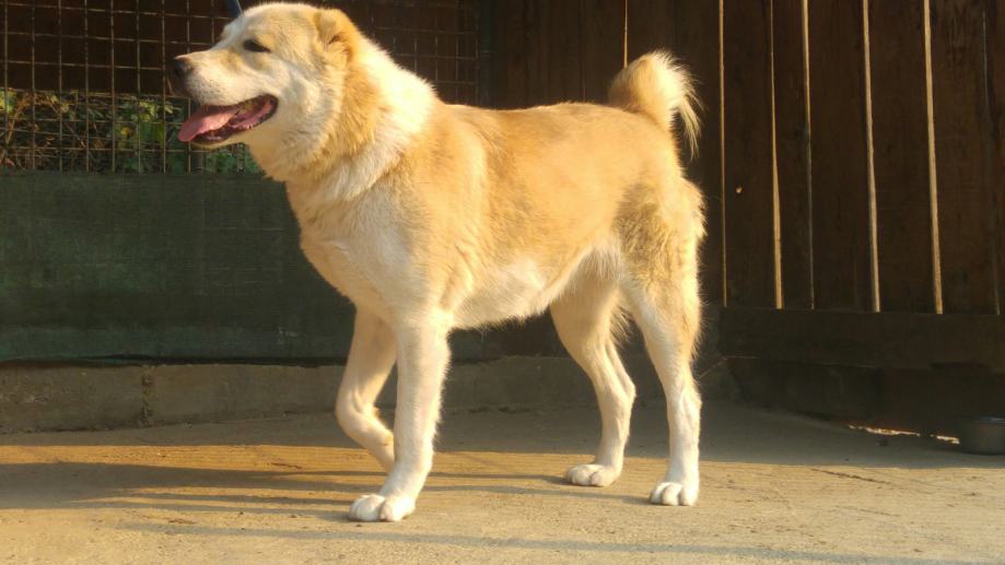 SREDNJEAZIJSKI OVCAR AZIJAT-VRHUNSKE TOP MLADE ZENKE-AZIJATI