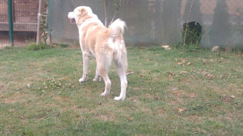 SREDNJEAZIJSKI OVCAR AZIJAT-VRHUNSKE TOP MLADE ZENKE-AZIJATI