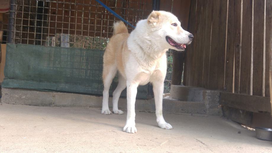 SREDNJEAZIJSKI OVCAR AZIJAT-VRHUNSKE TOP MLADE ZENKE-AZIJATI